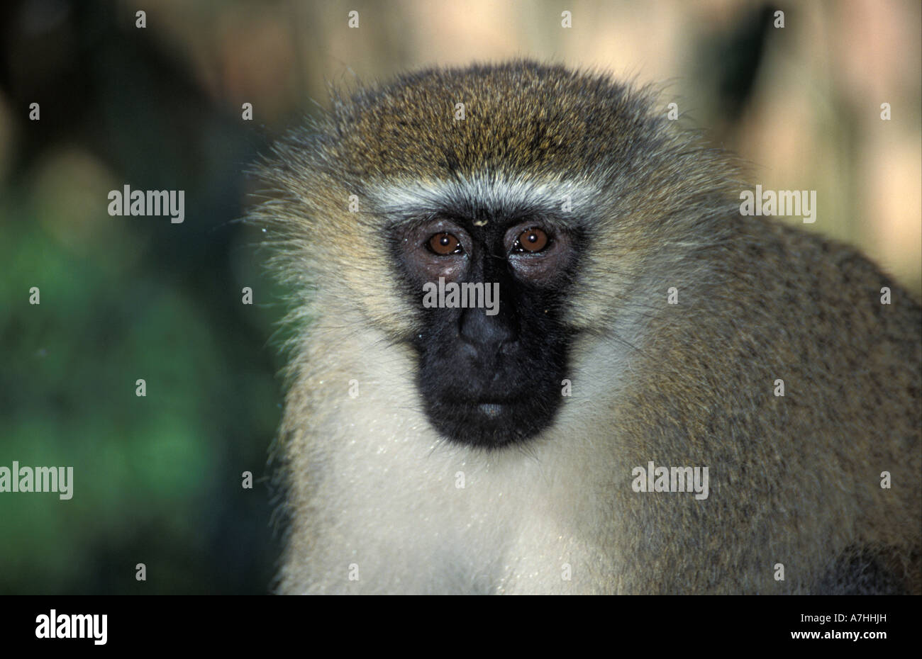 Vervet monkey, Cercopithecus aethiops, Samburu National Reserve, Kenya ...