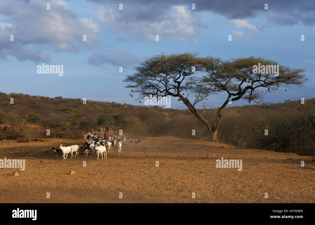 Samburu boys herding goats near Samburu National Reserve, Kenya Stock ...