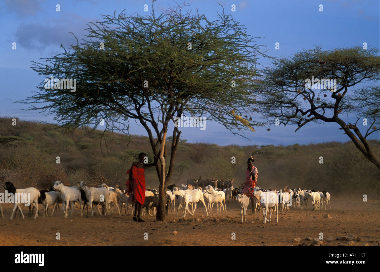 Samburu boys herding goats near Samburu National Reserve, Kenya Stock ...