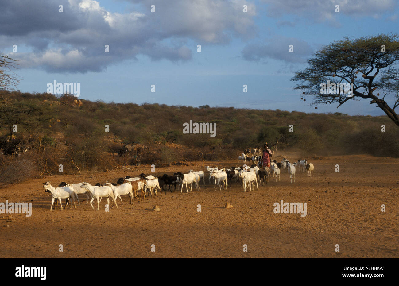 Samburu boys herding goats near Samburu National Reserve, Kenya Stock ...