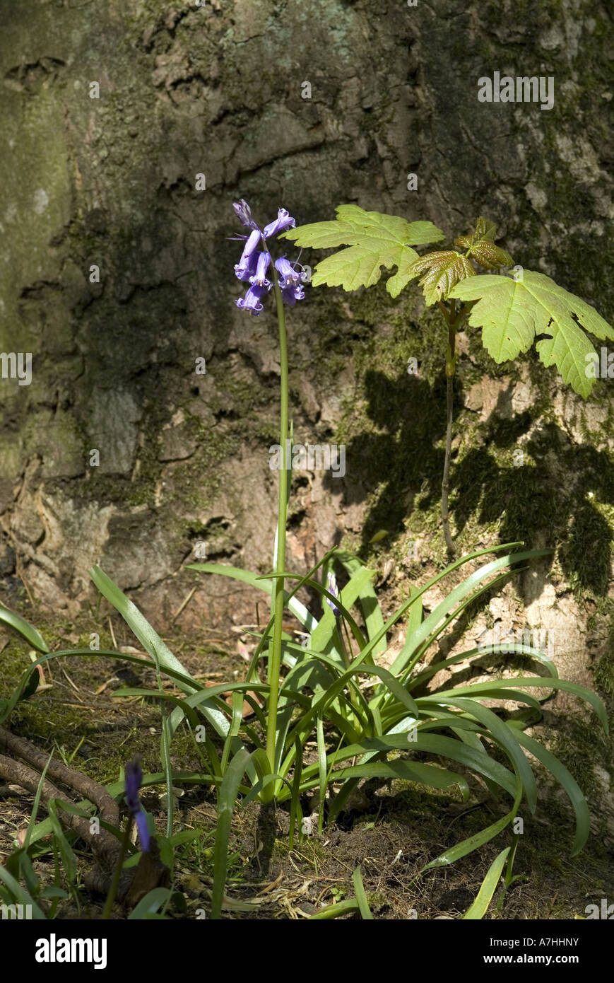 small clump of bluebells Stock Photo - Alamy