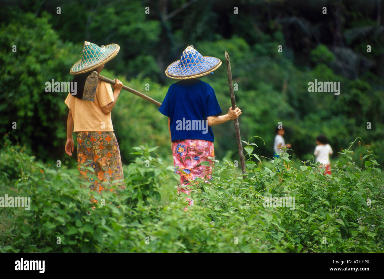 Phuket, Women Field Workers Stock Photo - Alamy