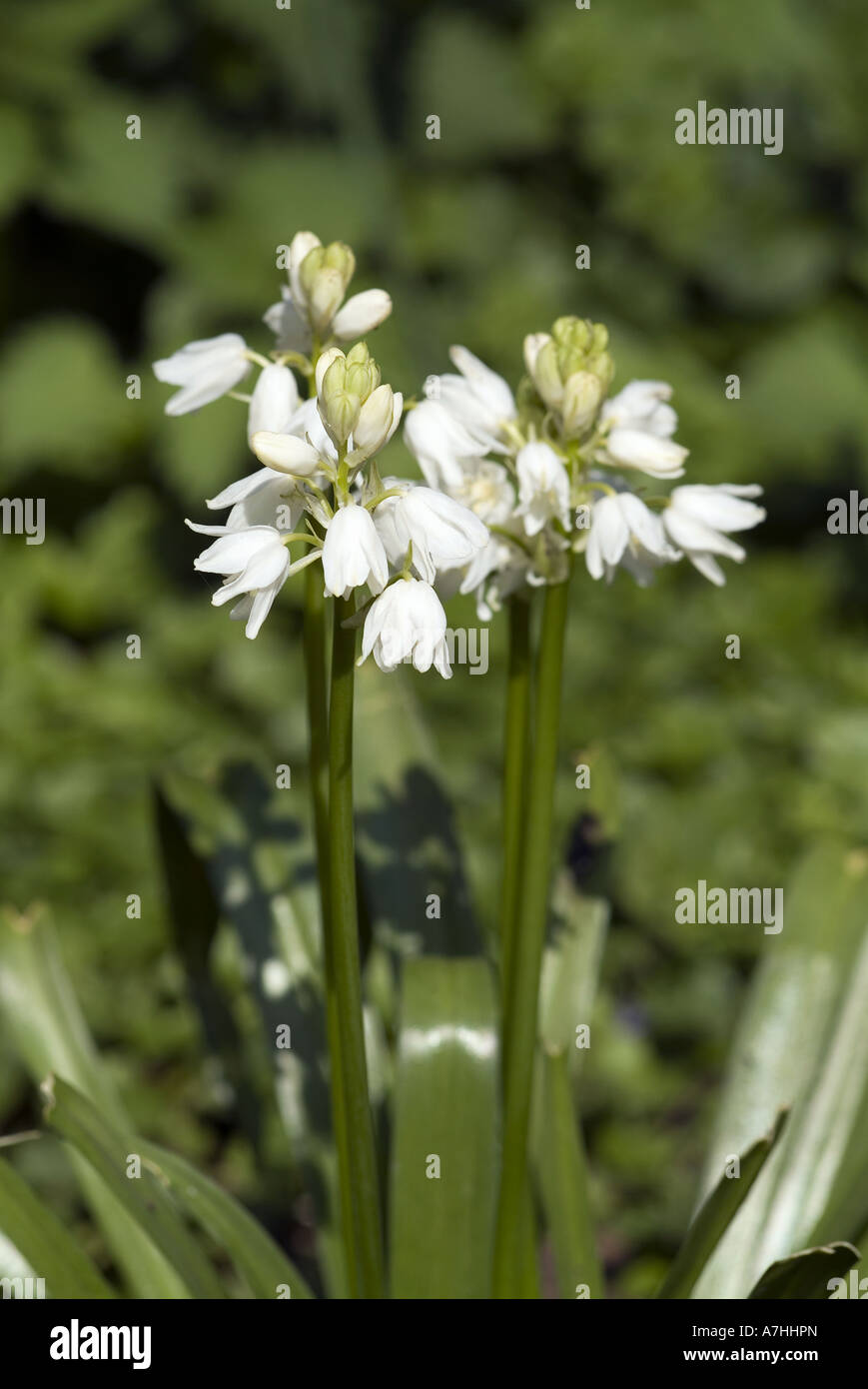 small clump of whitebells Stock Photo - Alamy