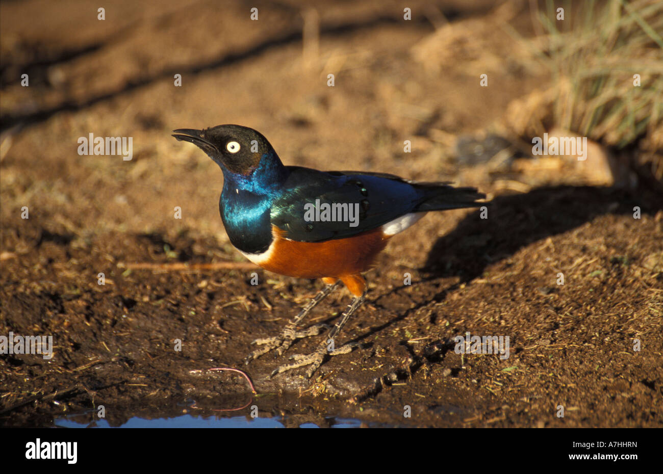 Superb starling, Lamprotornis superbus, Samburu National Reserve, Kenya ...