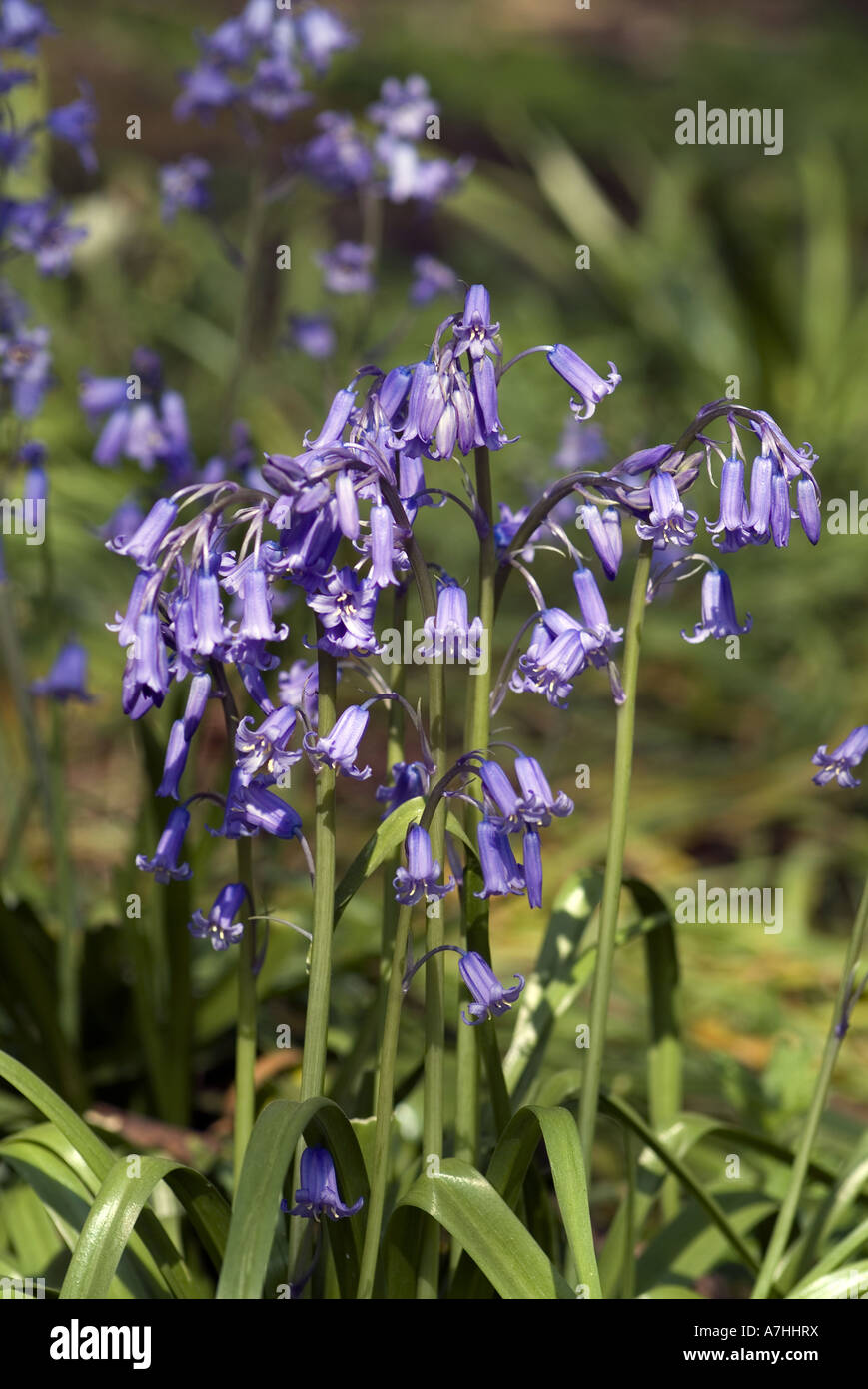 small clump of bluebells Stock Photo - Alamy