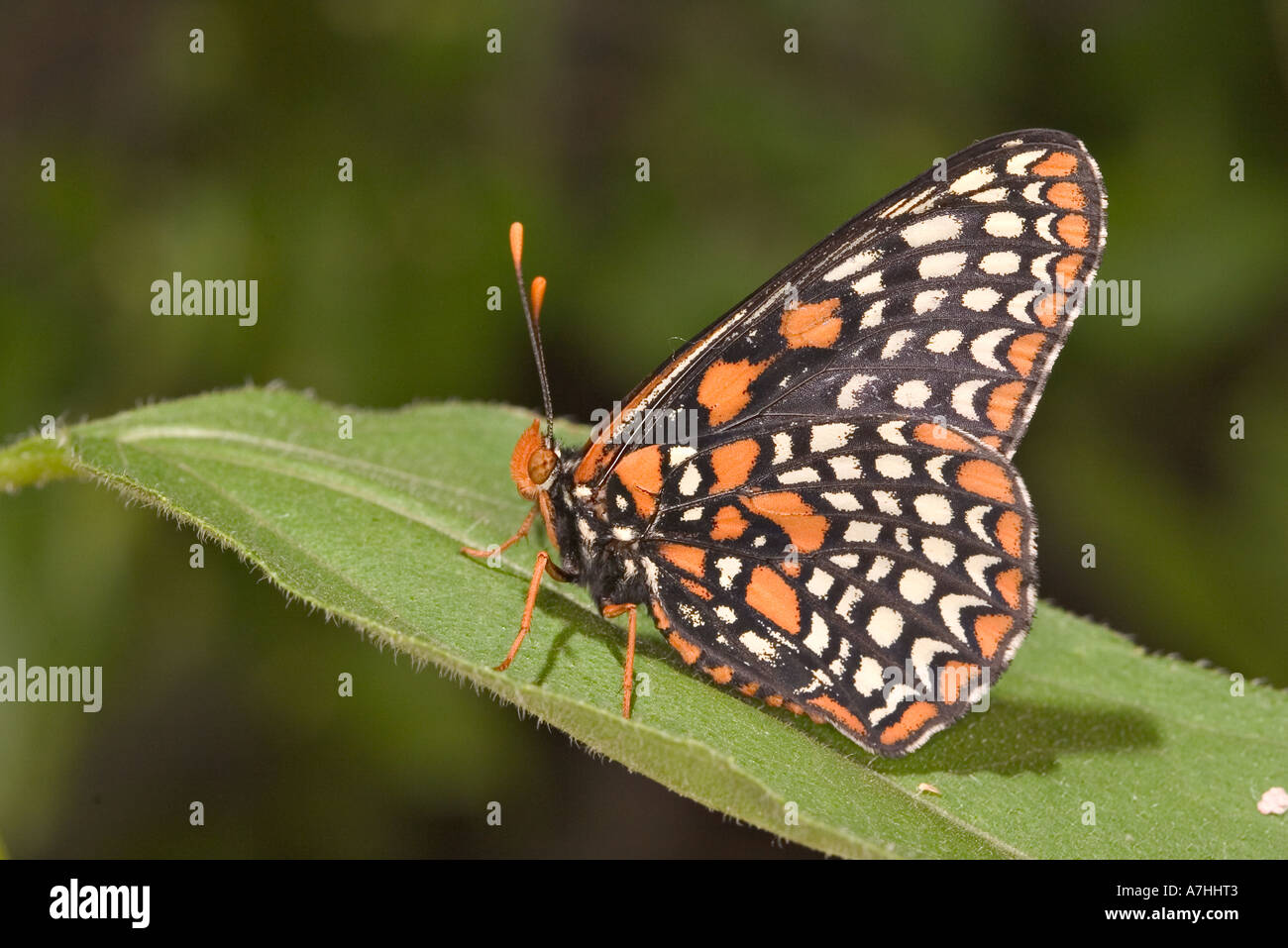 Baltimore checkerspot butterfly hi-res stock photography and images - Alamy