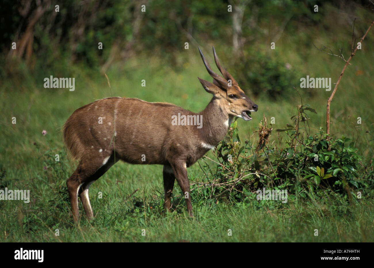 Bushbuck coast hi-res stock photography and images - Alamy