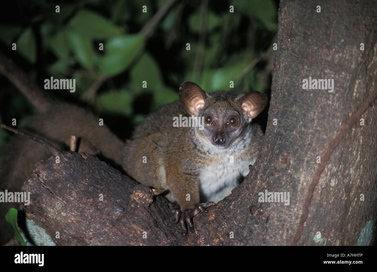 Greater galago, Galago crassicaudatus, Shimba Hills National Park ...