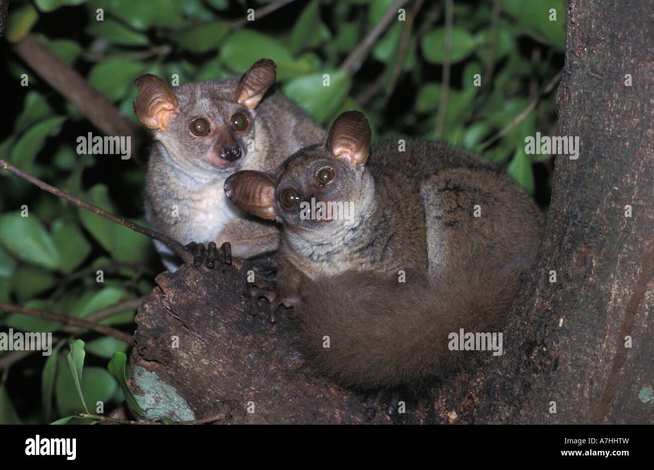 Greater galago, Galago crassicaudatus, Shimba Hills National Park ...