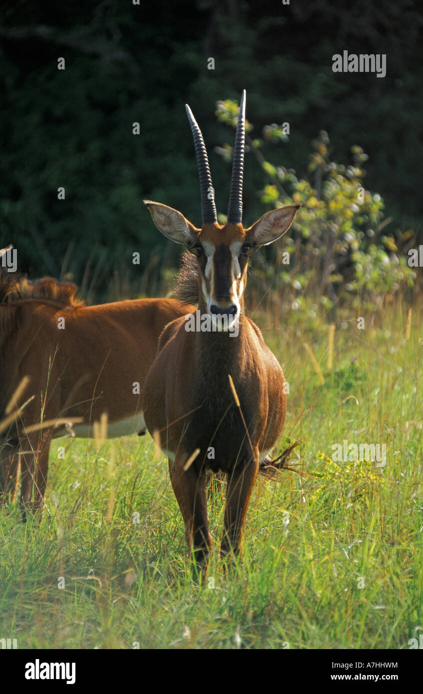 Sable antelope, Hippotragus niger roosevelti, Shimba Hills National ...