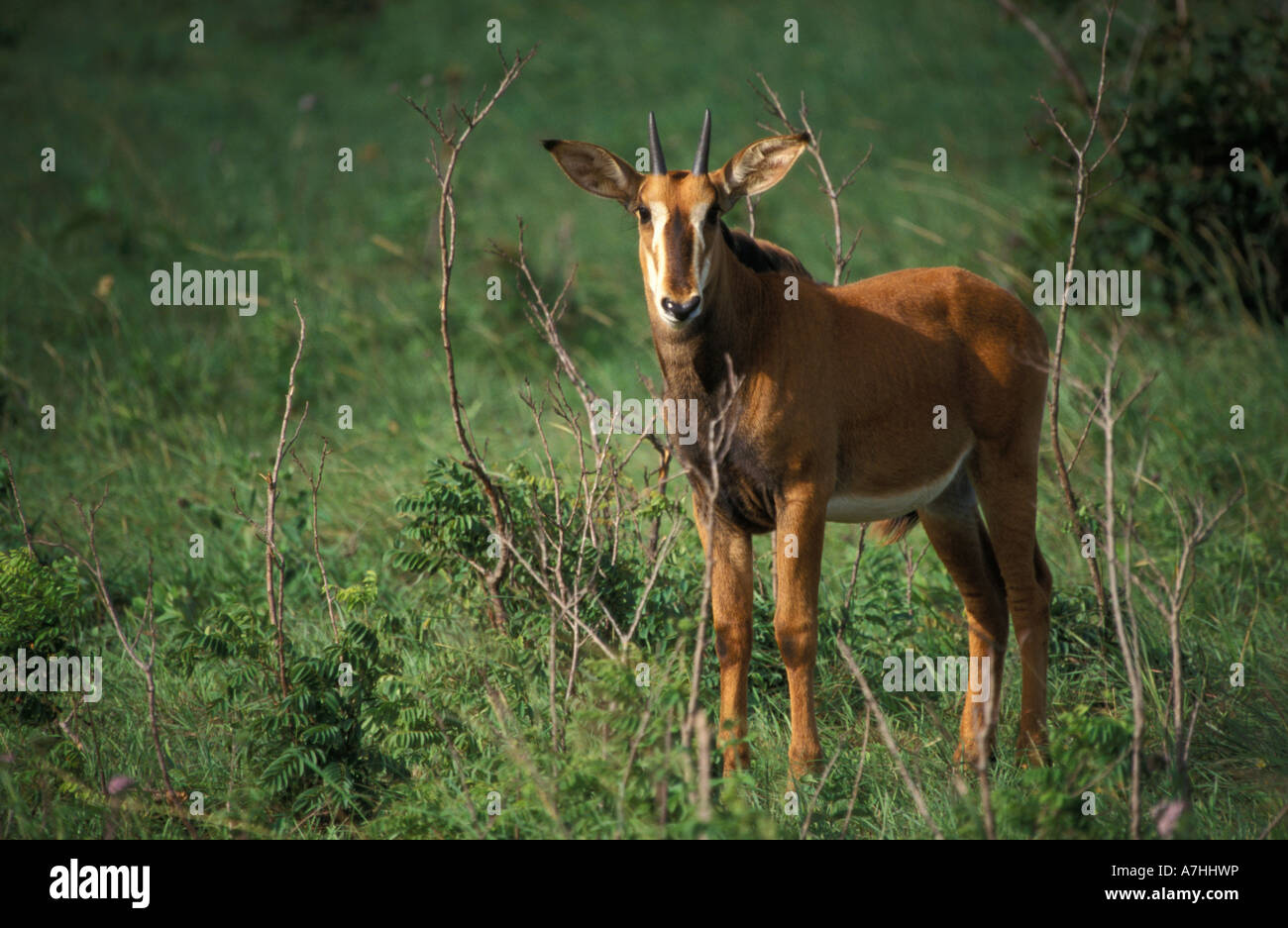 Young Sable antelope, Hippotragus niger roosevelti, Shimba Hills ...