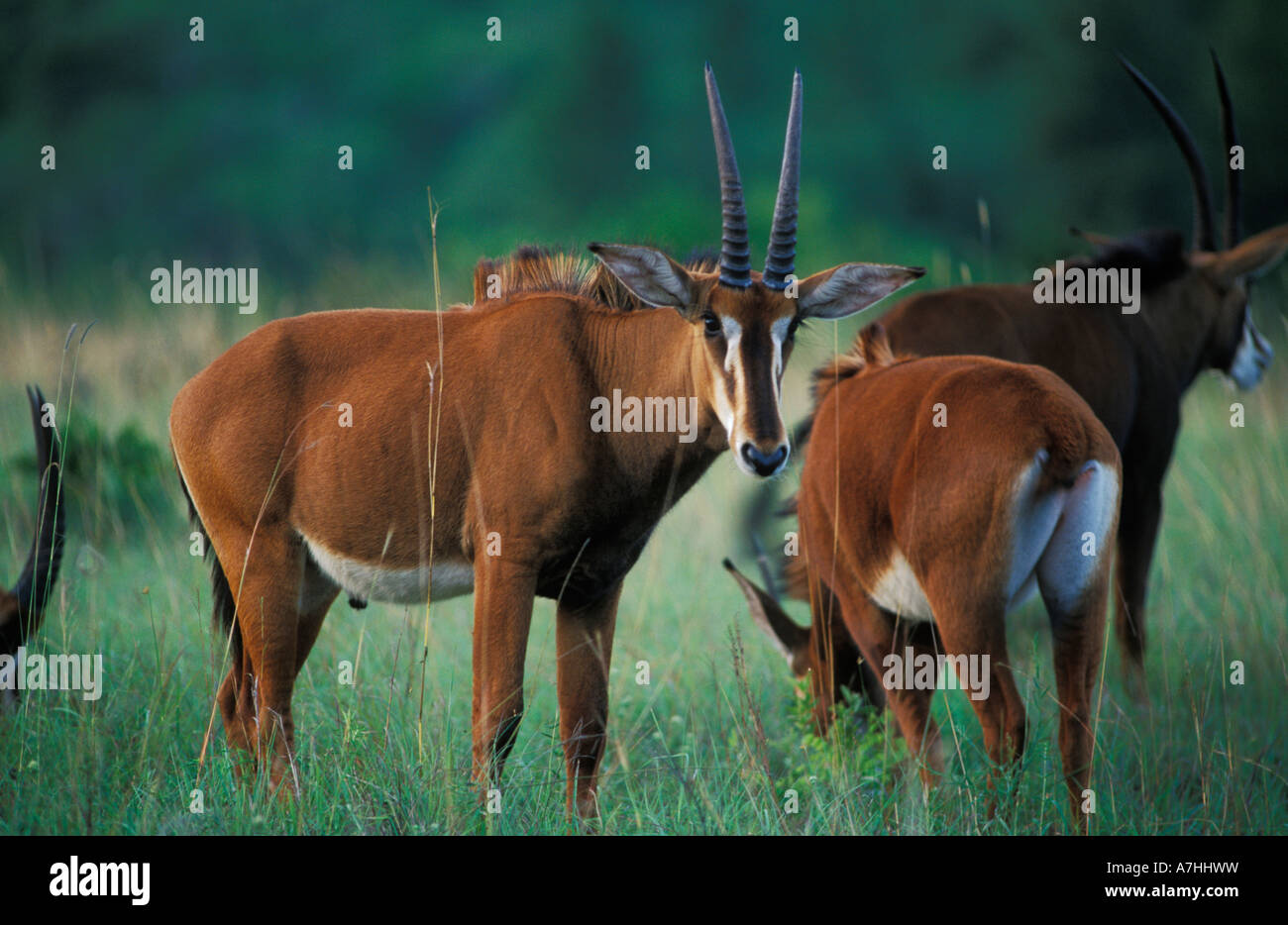 Sable antelope, Hippotragus niger roosevelti, Shimba Hills National ...