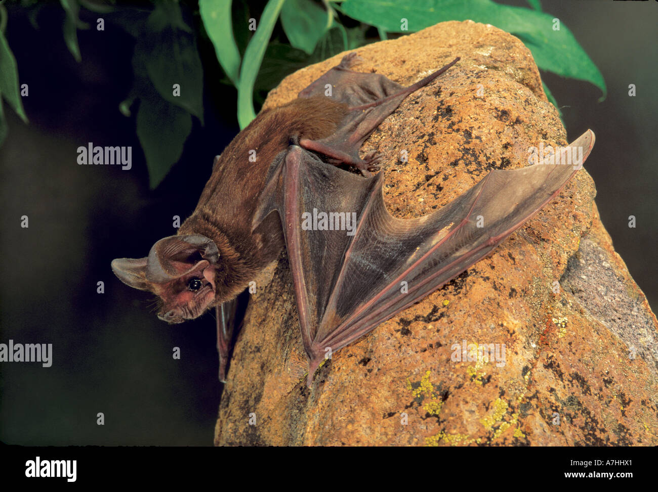 Free tailed bat hi-res stock photography and images - Alamy