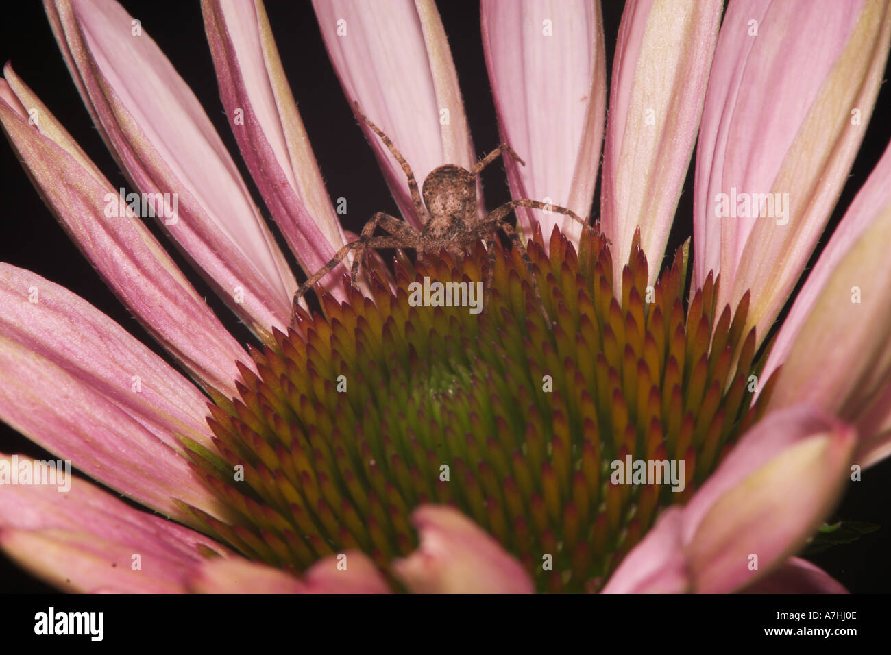 Crab spider on Purple Coneflower, Misumenops asperatus, Louisville ...