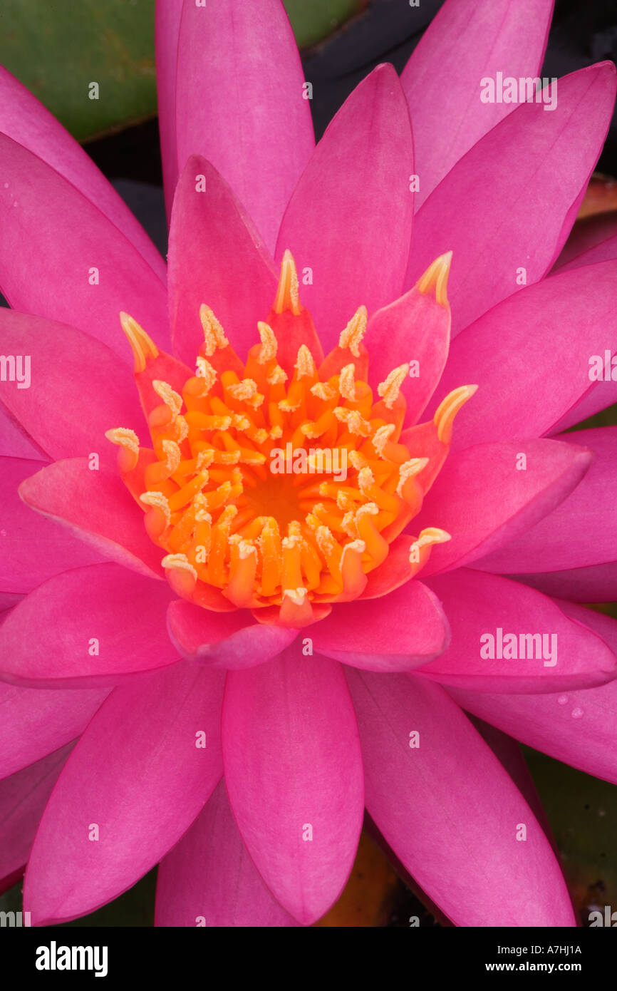 Hybrid Water Lily, Kentucky Stock Photo - Alamy