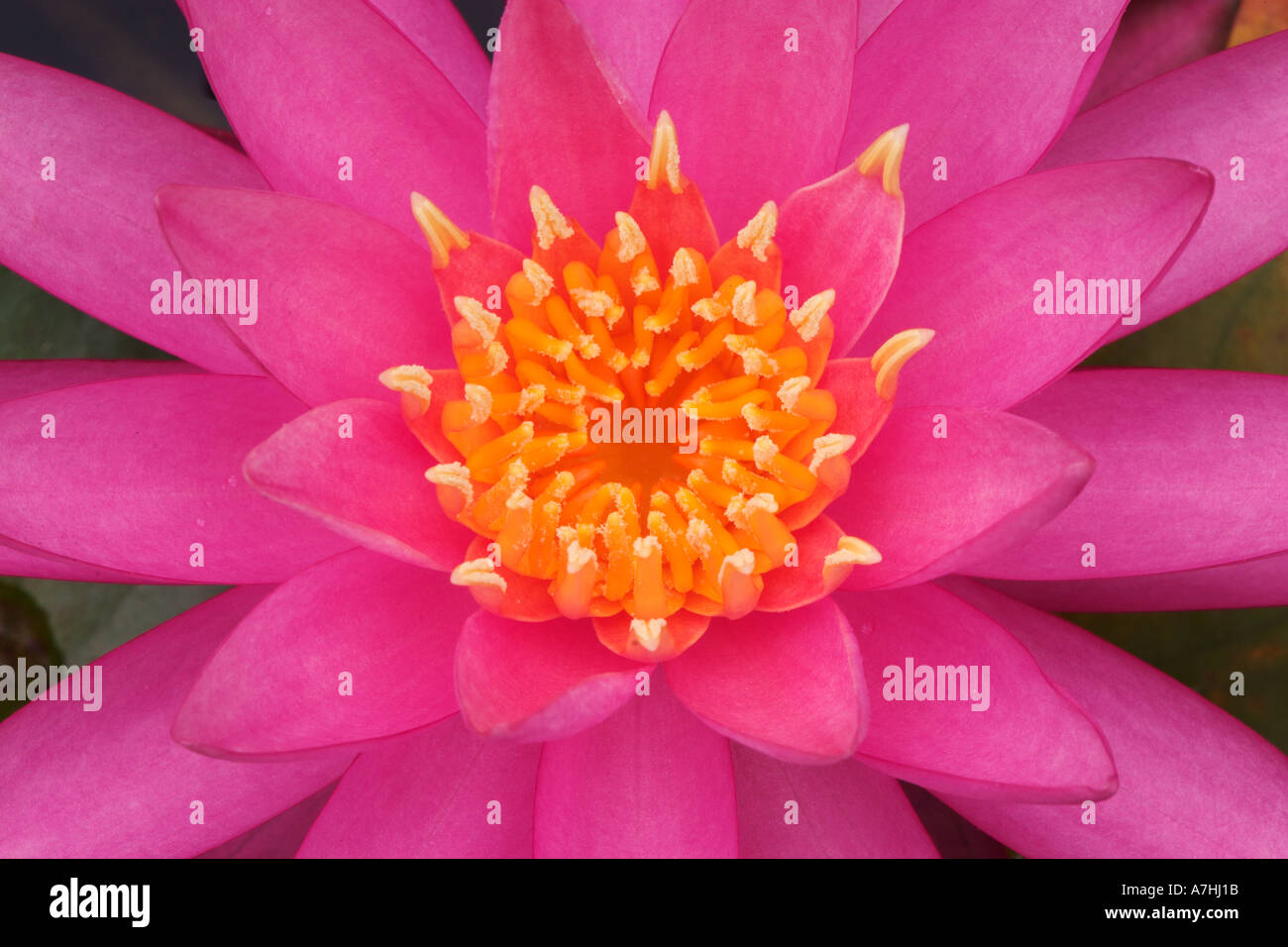 Hybrid Water Lily, Louisville, KY Stock Photo - Alamy