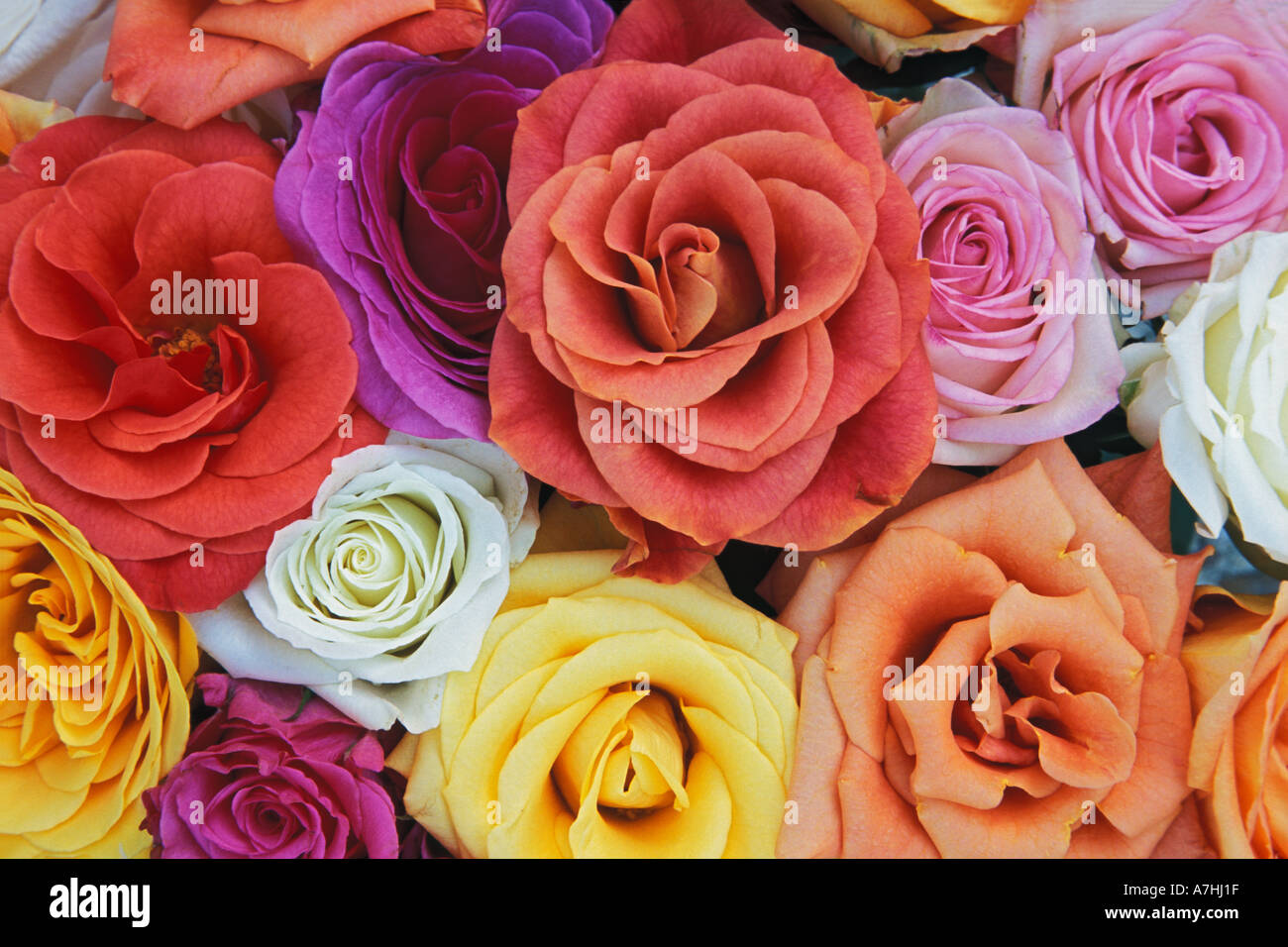Kentucky roses hi-res stock photography and images - Alamy