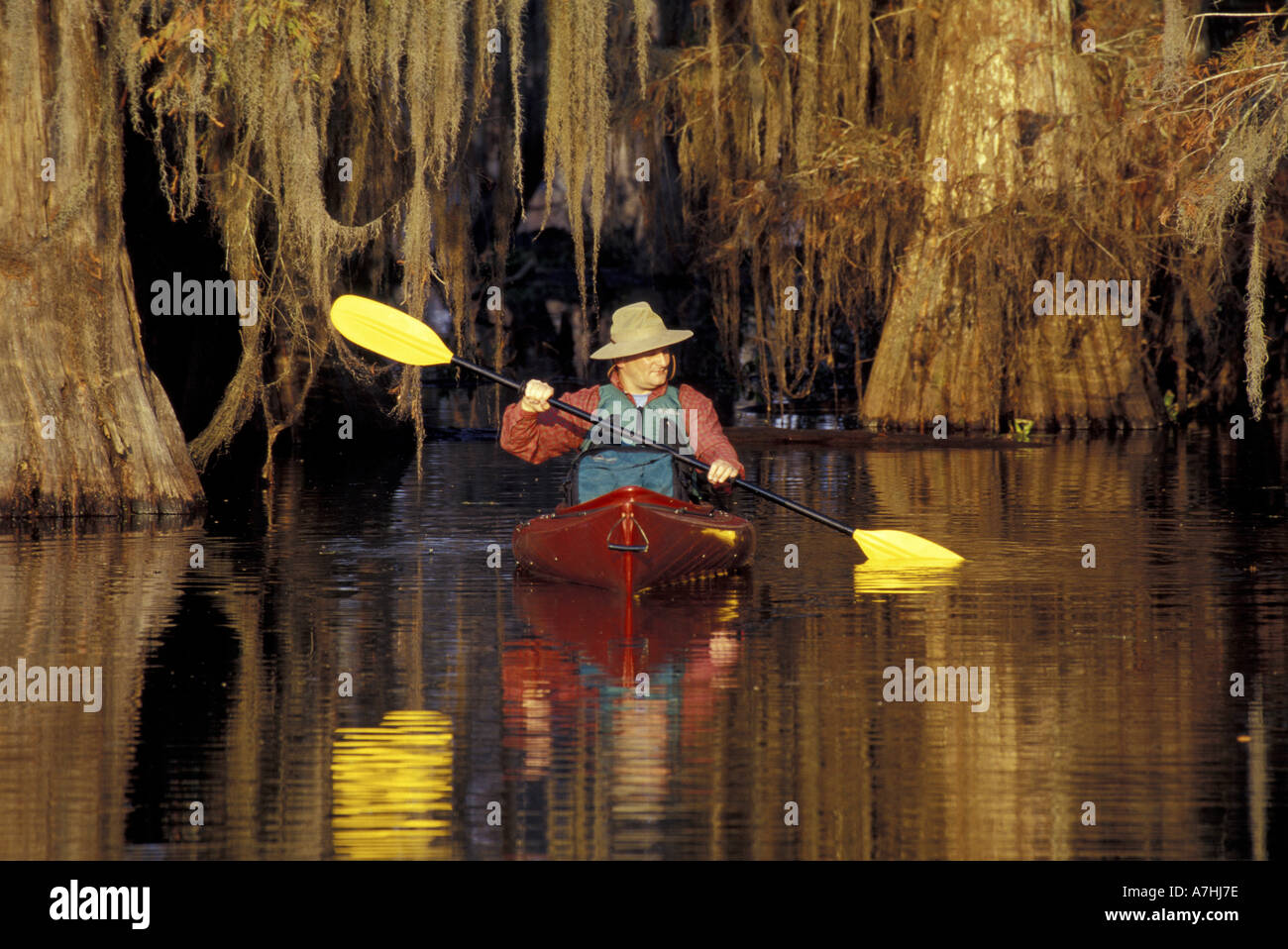 LA, New Orleans. Kayaker in swamp among Bald Cypress, Atchafalaya Basin ...