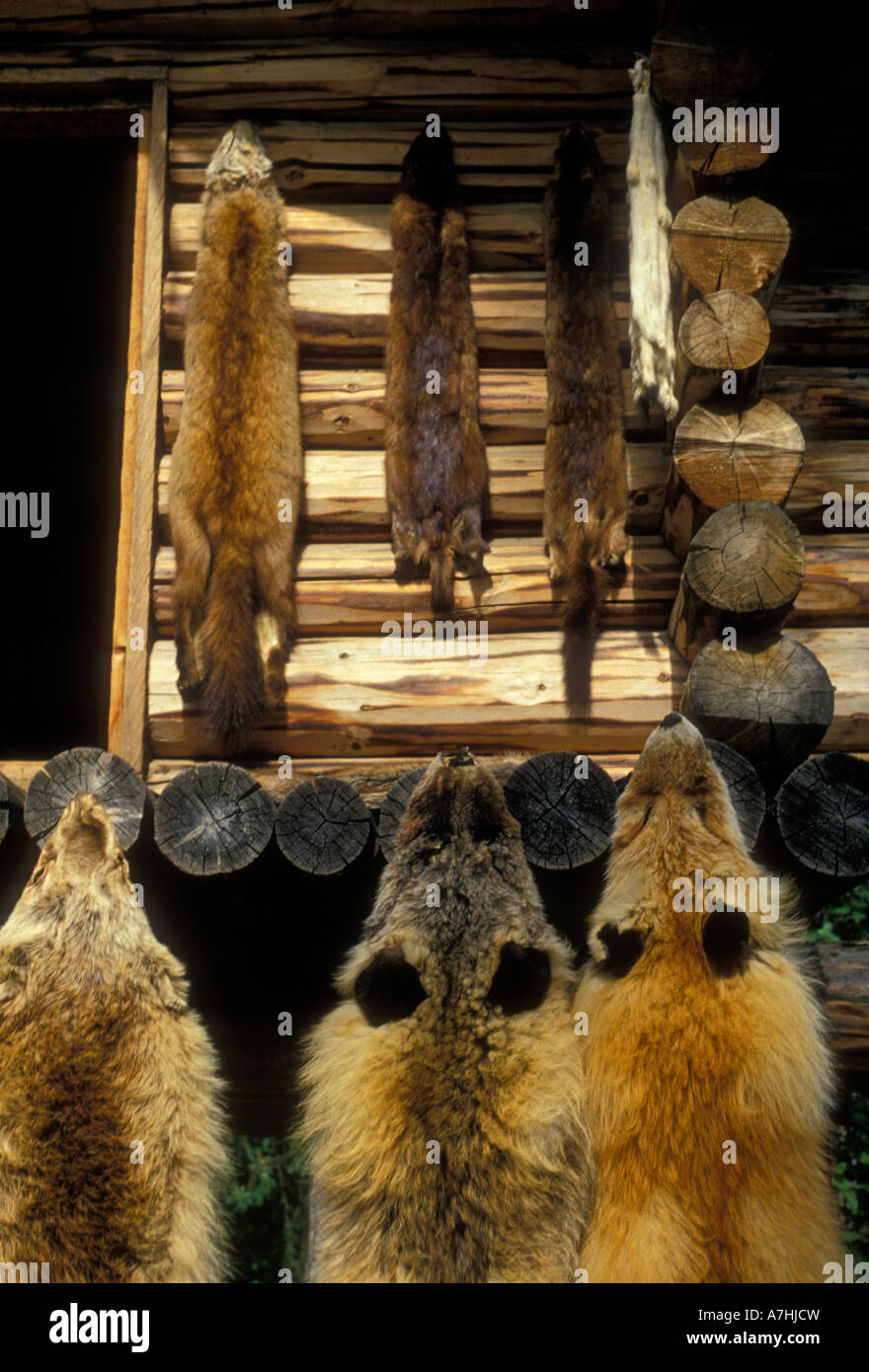 Pelts hi-res stock photography and images - Alamy