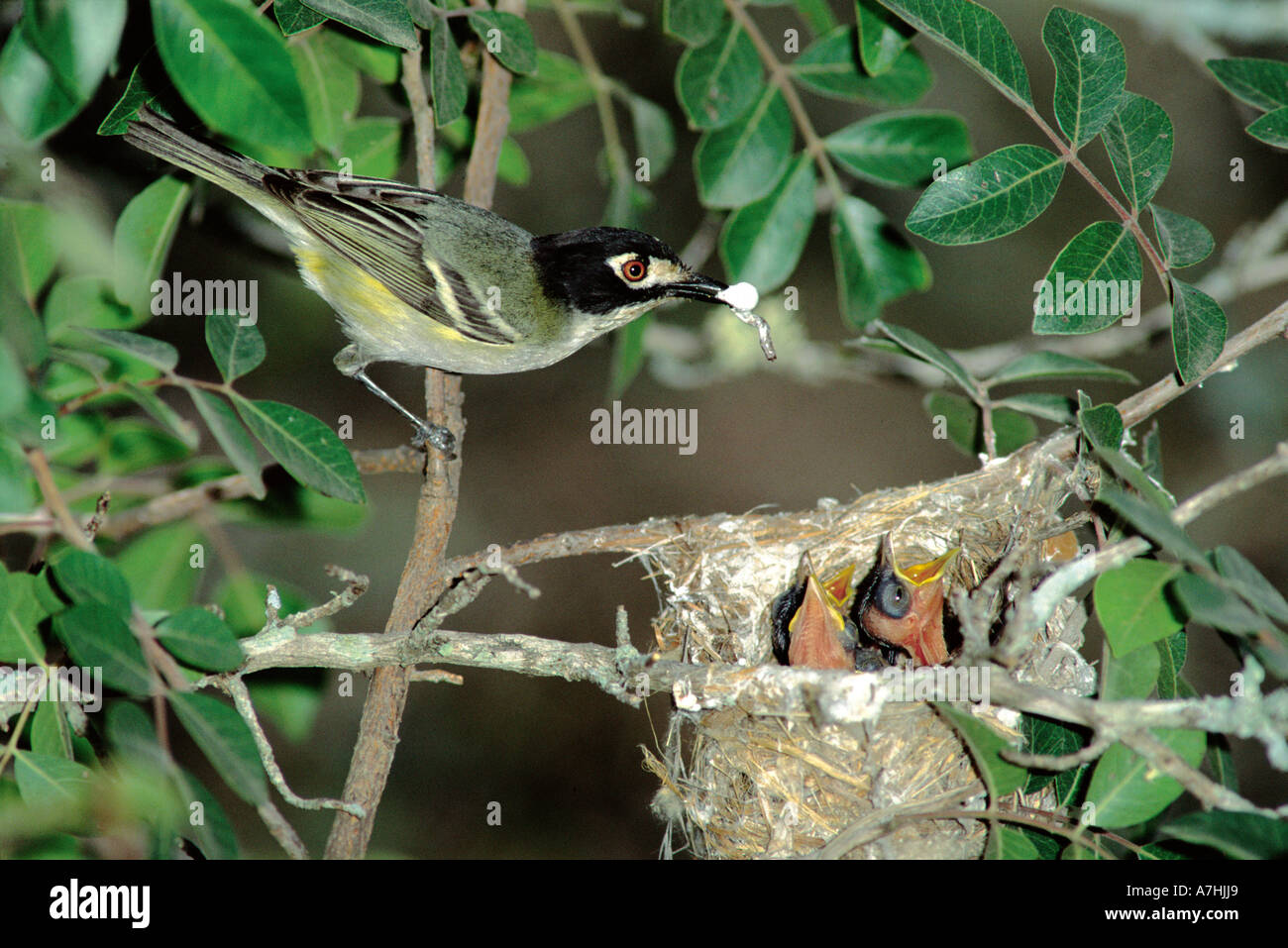 Black Capped Vireo Nest
