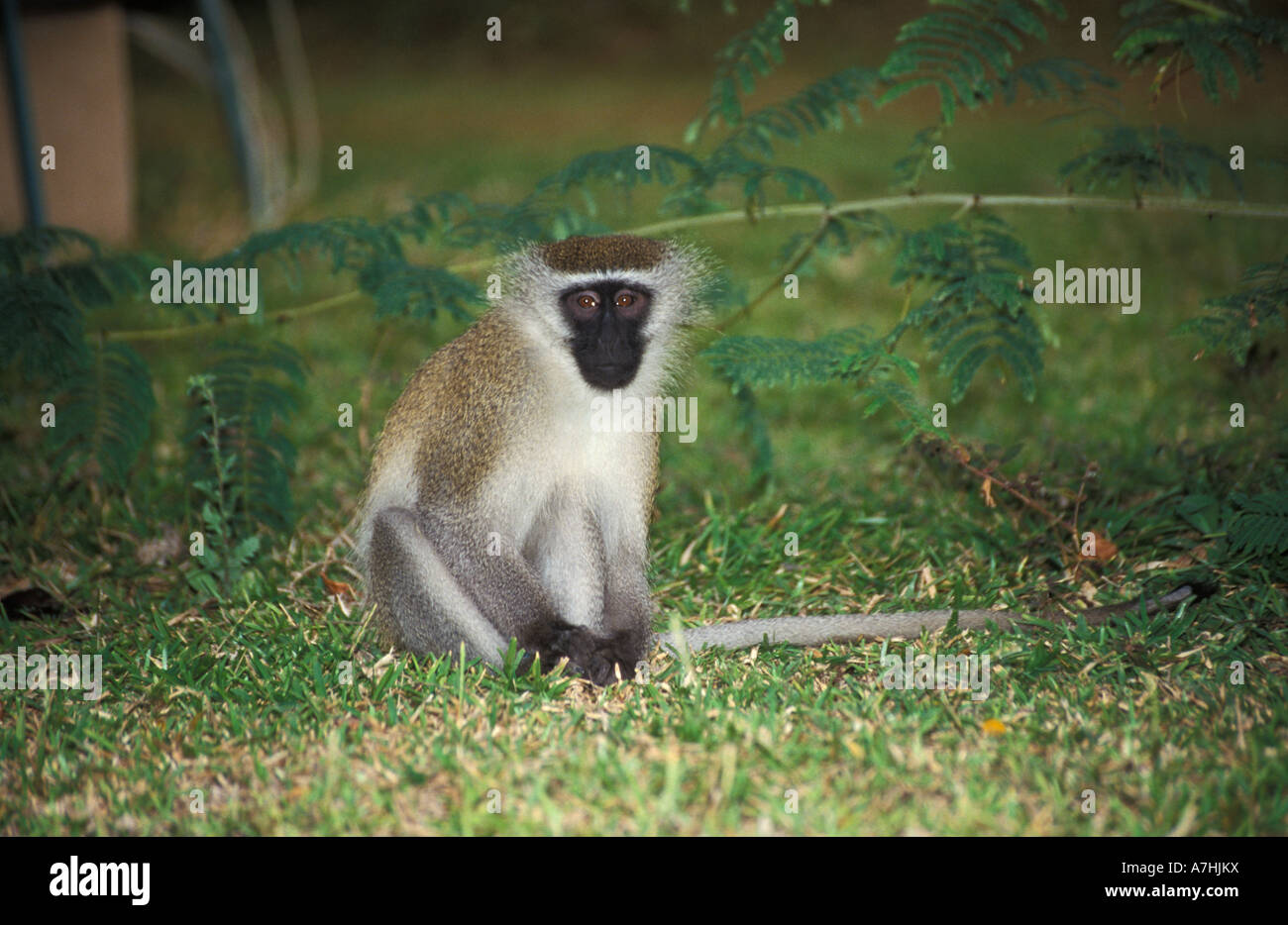 Malawi primate hi-res stock photography and images - Alamy