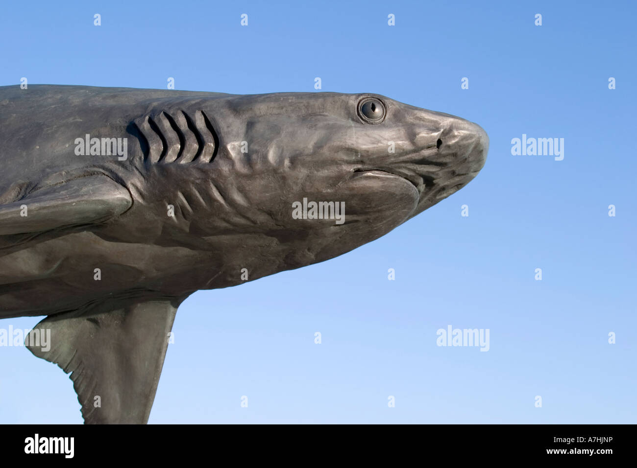 Shark sculpture The Deep Hull Stock Photo - Alamy