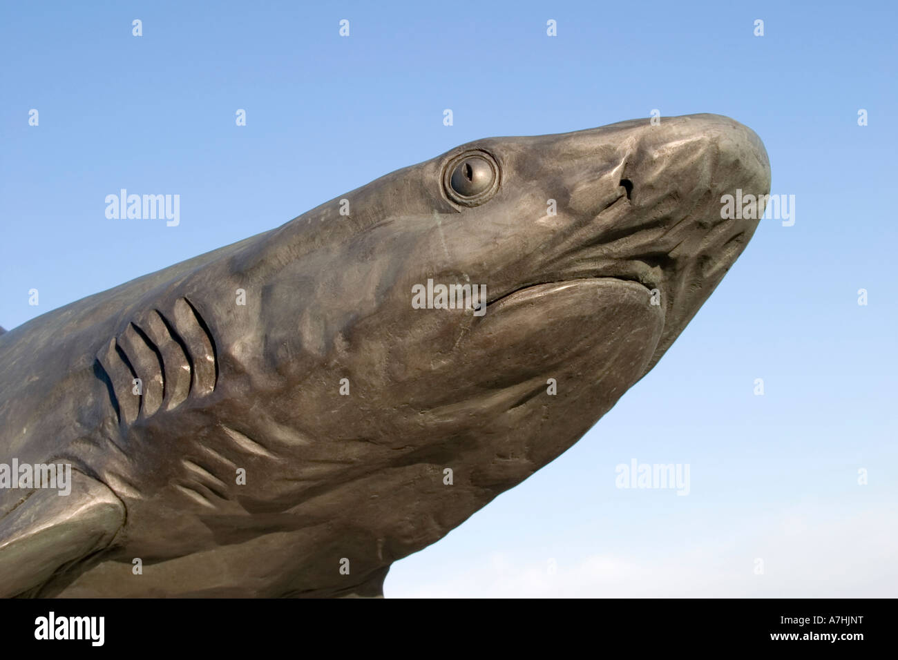 Shark sculpture The Deep Hull Stock Photo - Alamy