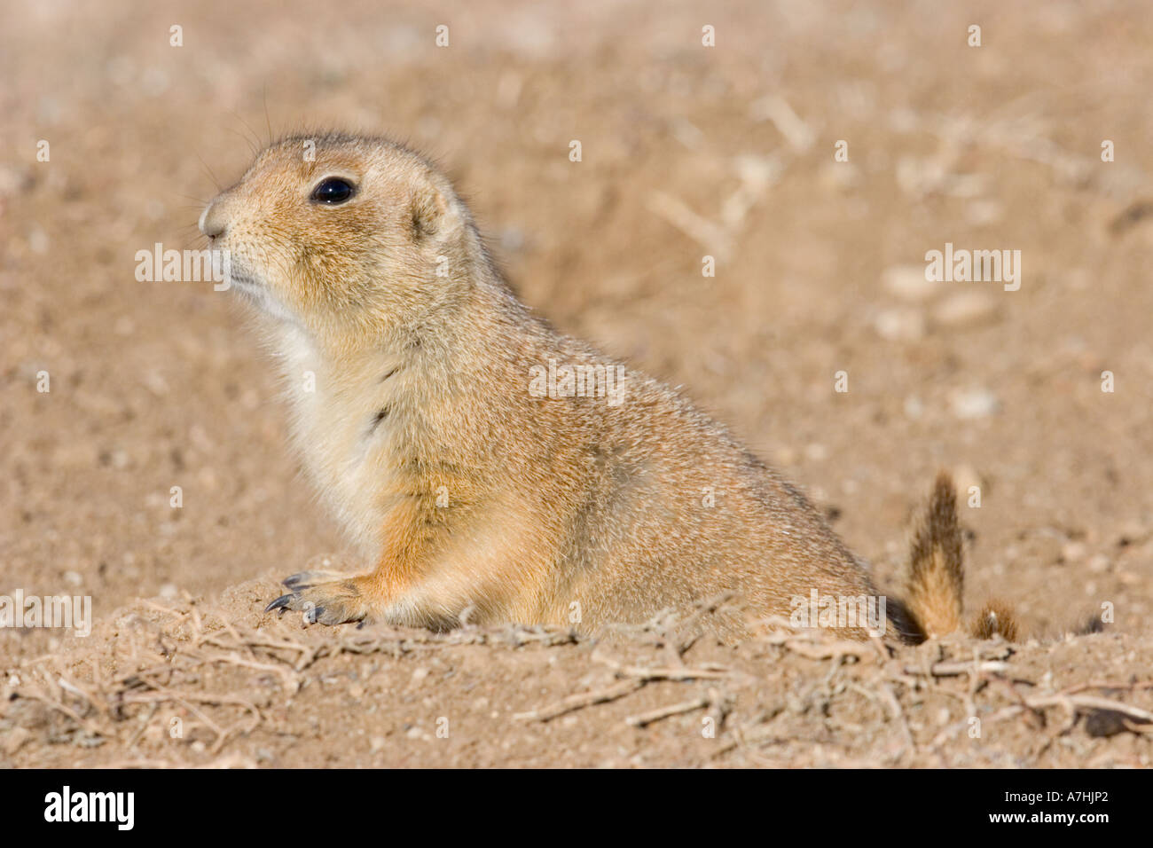 Prairie dog in burrow hi-res stock photography and images - Alamy
