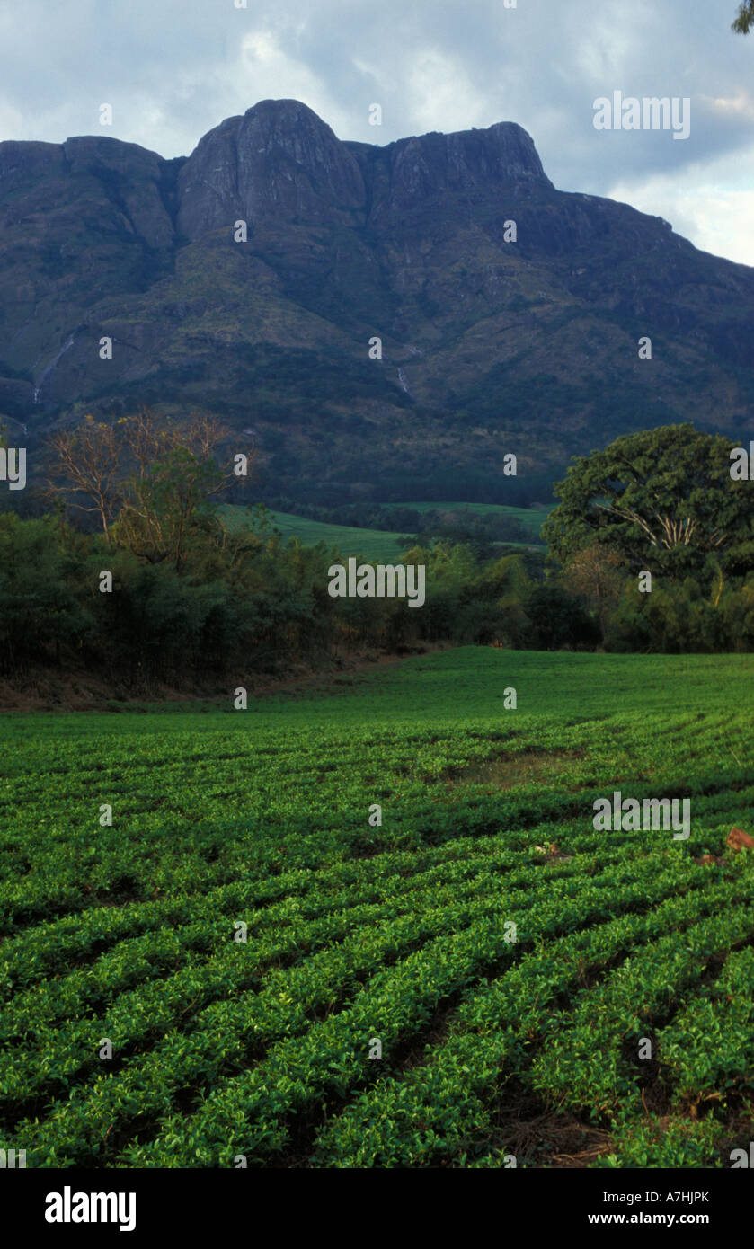 tea plantation at the base of the Mulanje Massif, Malawi Stock Photo ...