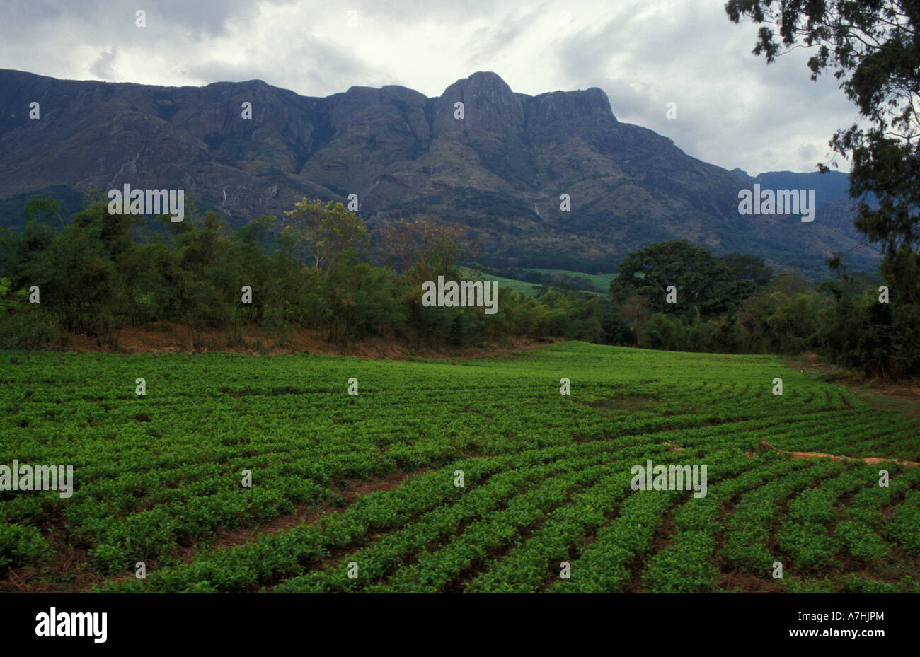tea plantation at the base of the Mulanje Massif, Malawi Stock Photo ...