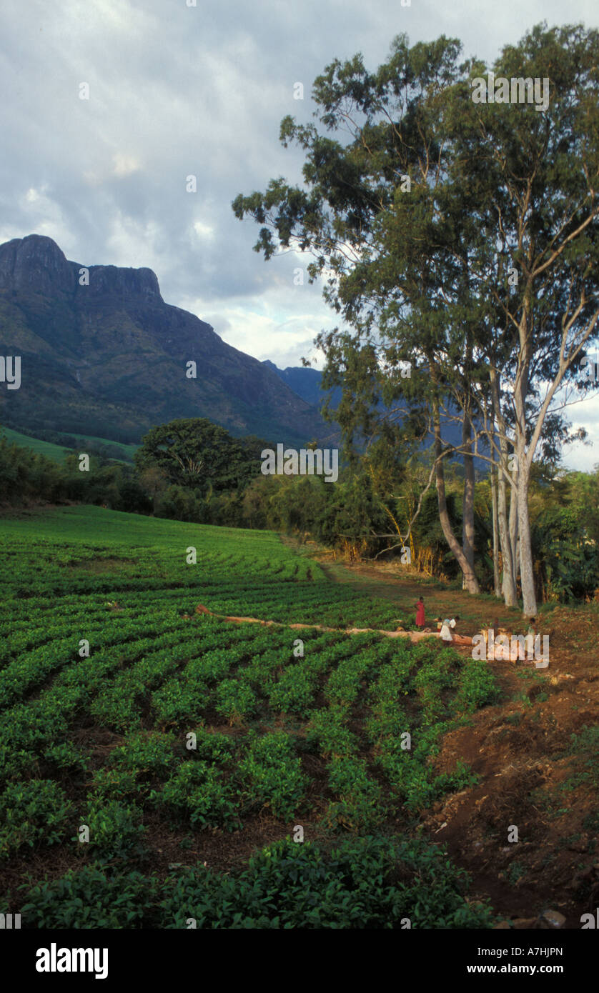 tea plantation at the base of the Mulanje Massif, Malawi Stock Photo ...