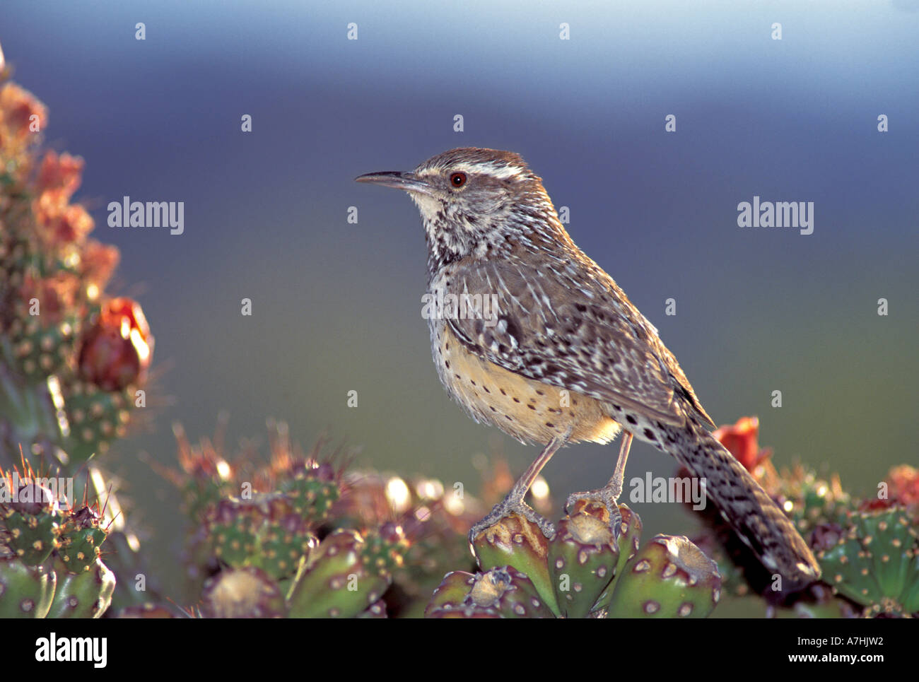 Cactus Wren Campylorhynchus brunneicapillus Sabino Canyon Tucson ...