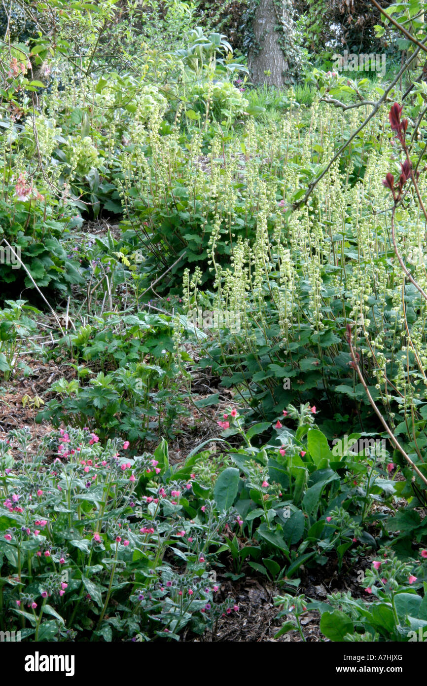 Tellima grandiflora rubra and Pulmonaria Lepoard Stock Photo - Alamy