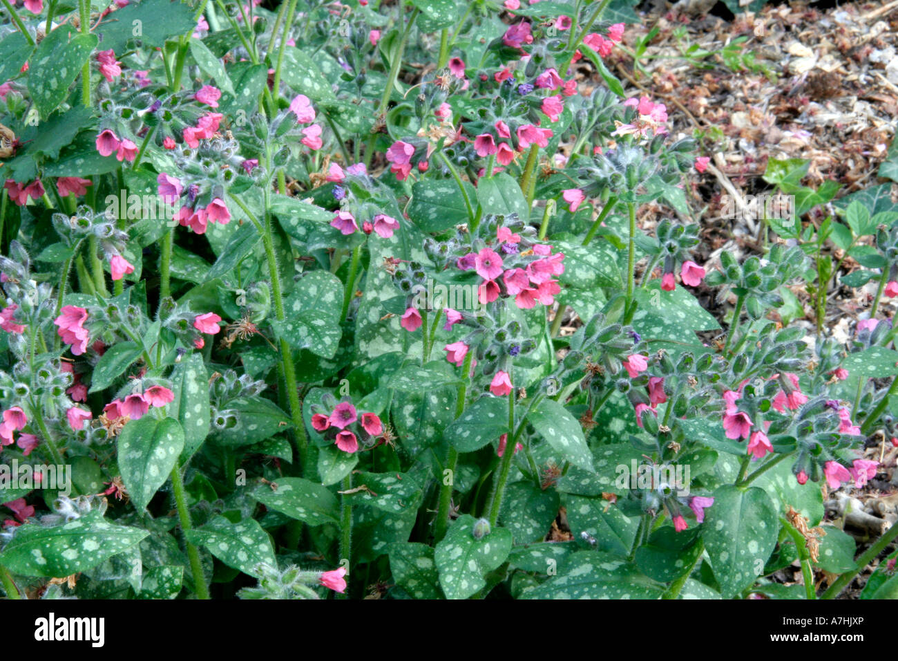 Pulmonaria Leopard in late April Stock Photo - Alamy