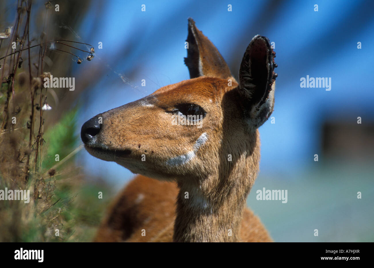 Bushbuck, Tragelaphus scriptus, Nyika National Park, Malawi Stock Photo ...