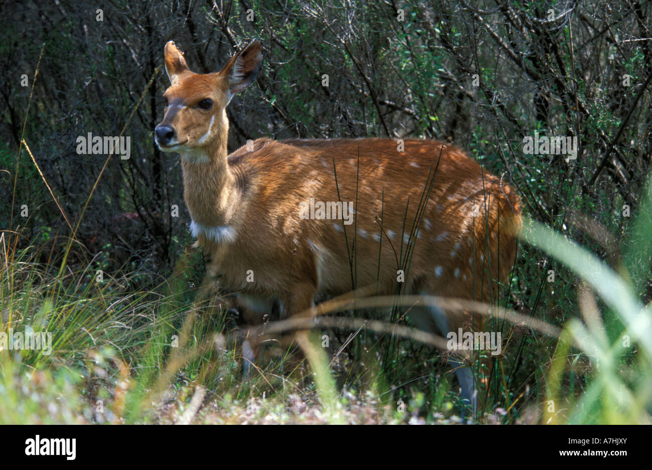 Bushbuck, Tragelaphus scriptus, Nyika National Park, Malawi Stock Photo ...