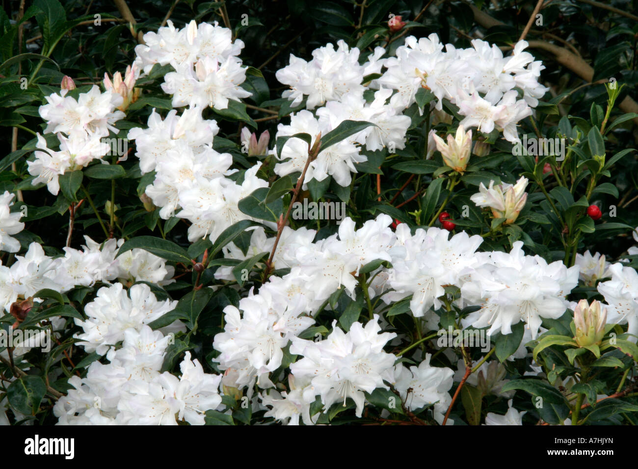 Rhododendron Dora Amateis late April Stock Photo - Alamy