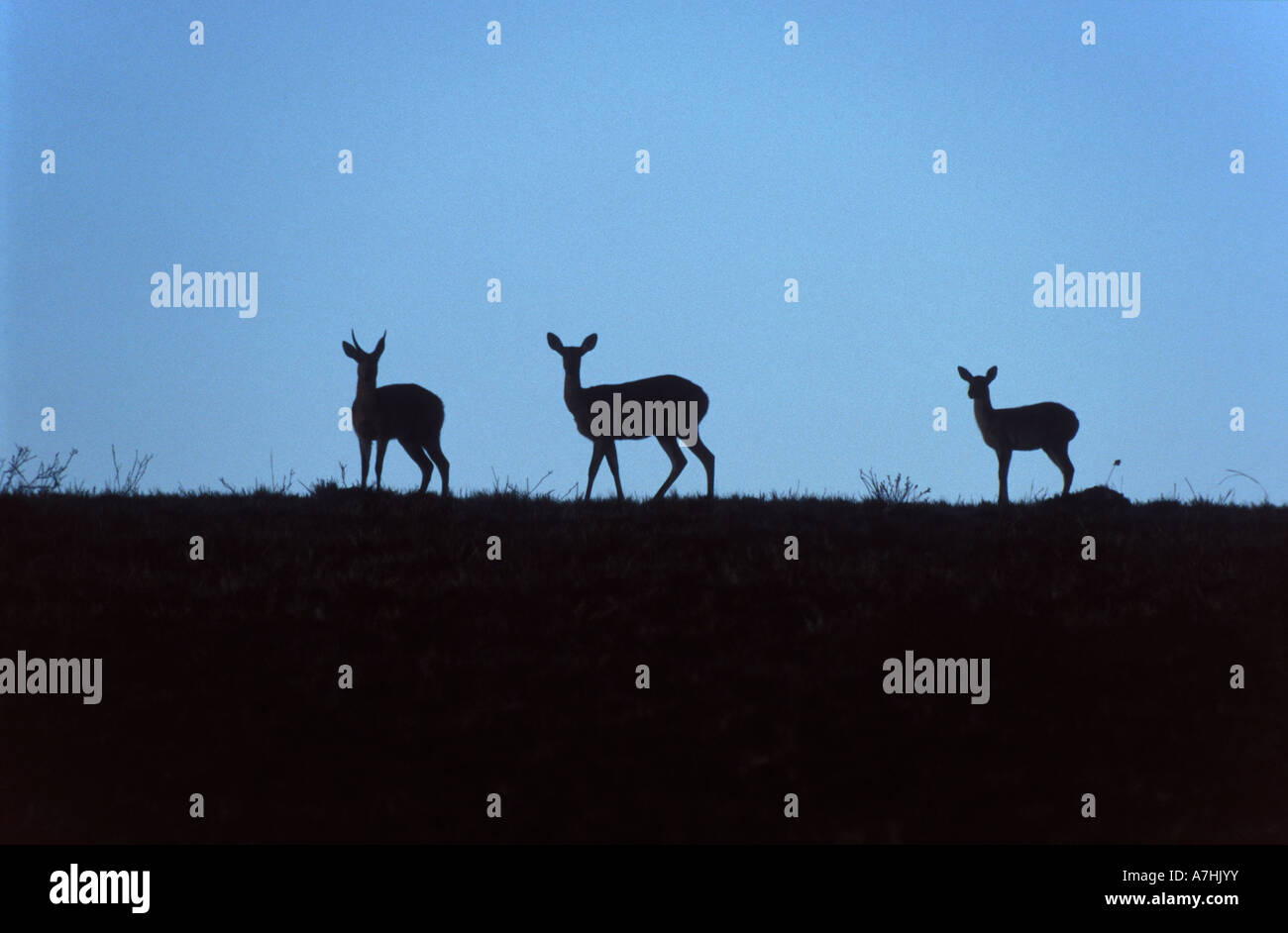 Common Reedbuck, Redunca arundinum, Nyika National Park, Malawi Stock ...