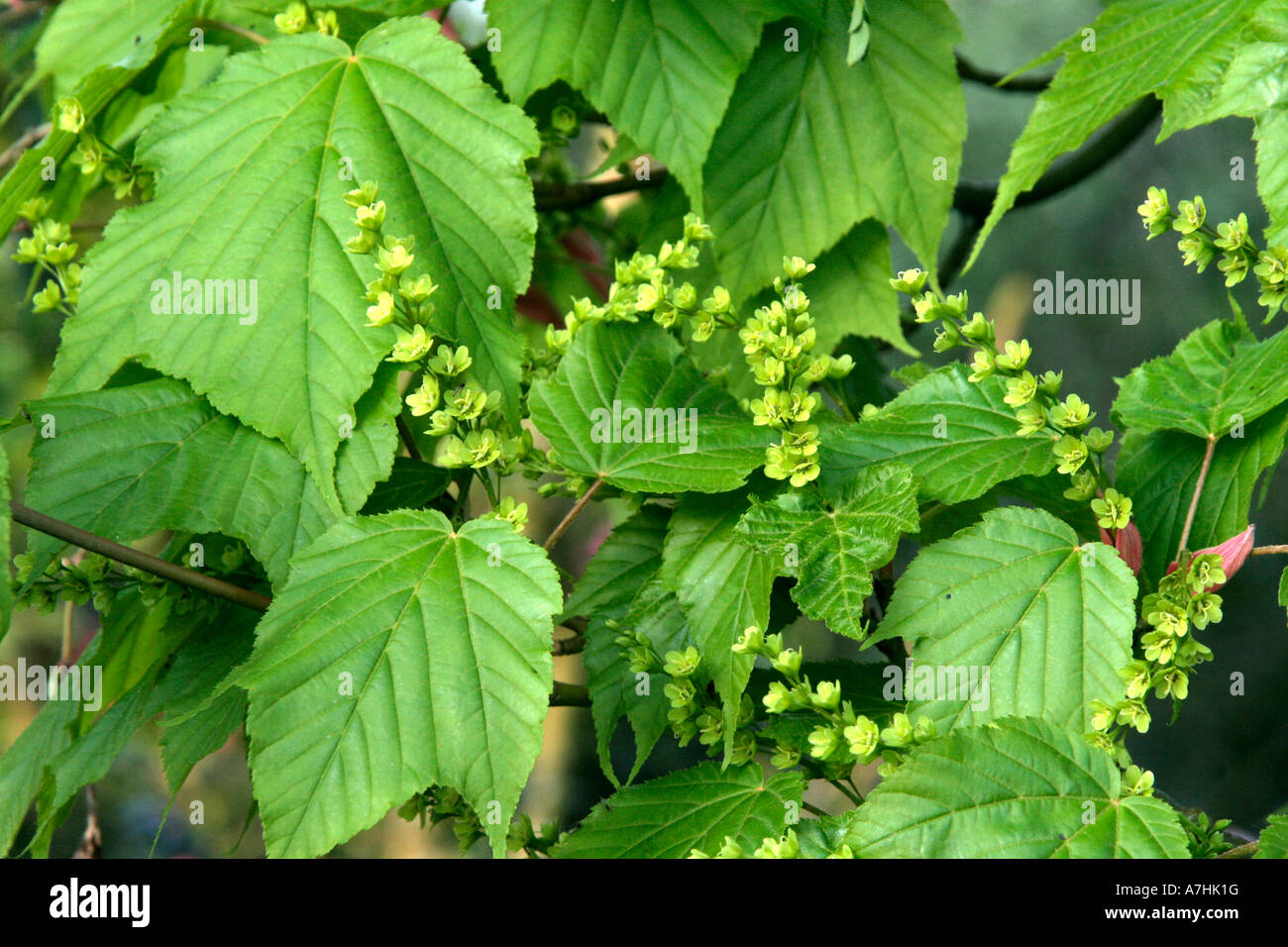Flowers on Acer pennsylvanicum Stock Photo - Alamy Flowers on Acer pennsylvanicum Stock Photo - Alamy