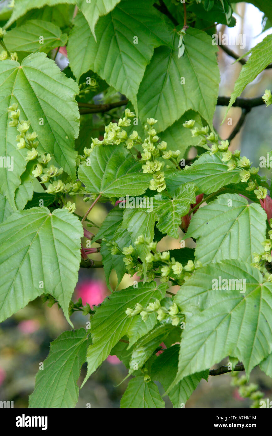Acer pennsylvanicum hi-res stock photography and images - Alamy Acer pennsylvanicum hi-res stock photography and images - Alamy