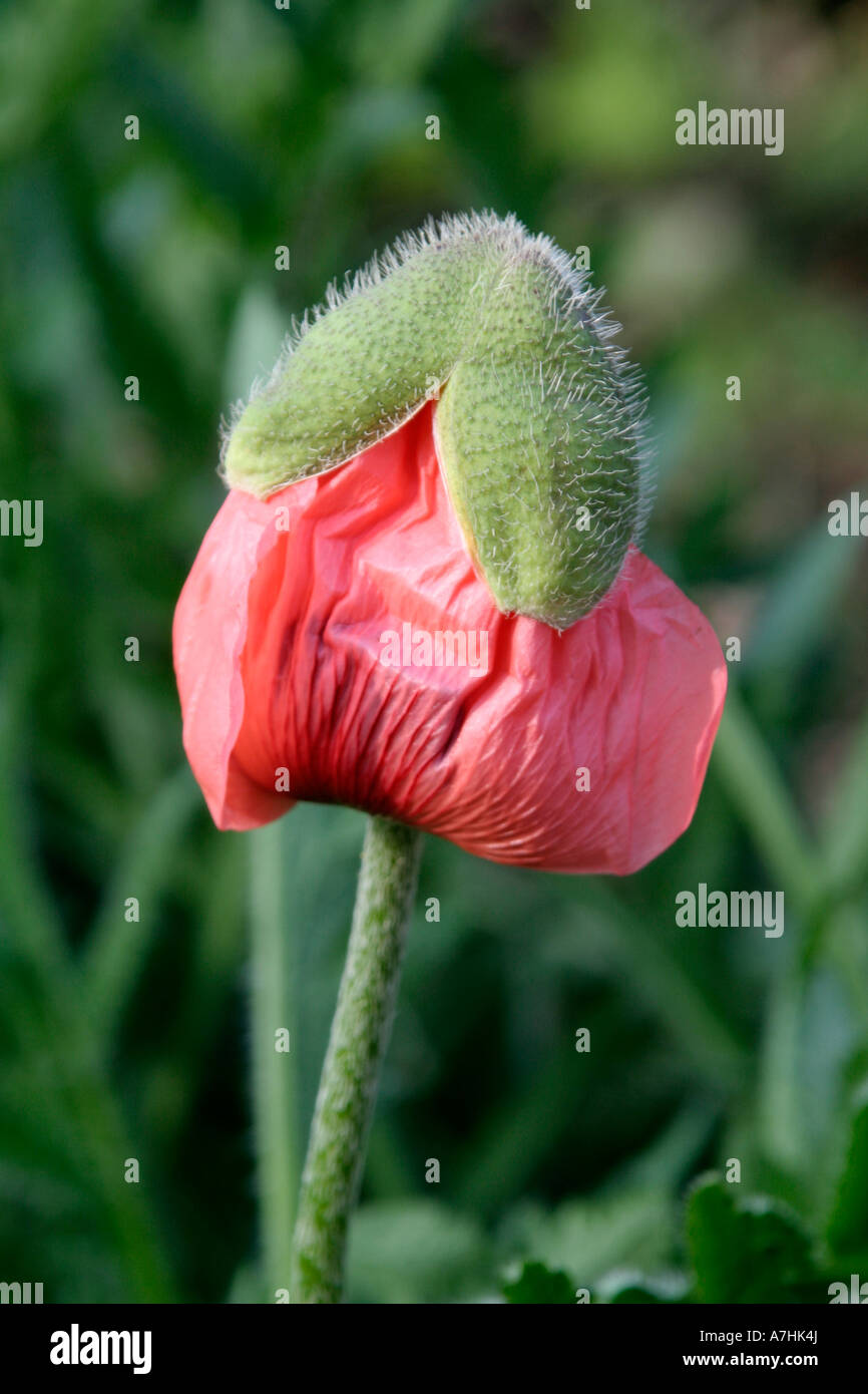 The first flower hi-res stock photography and images - Alamy