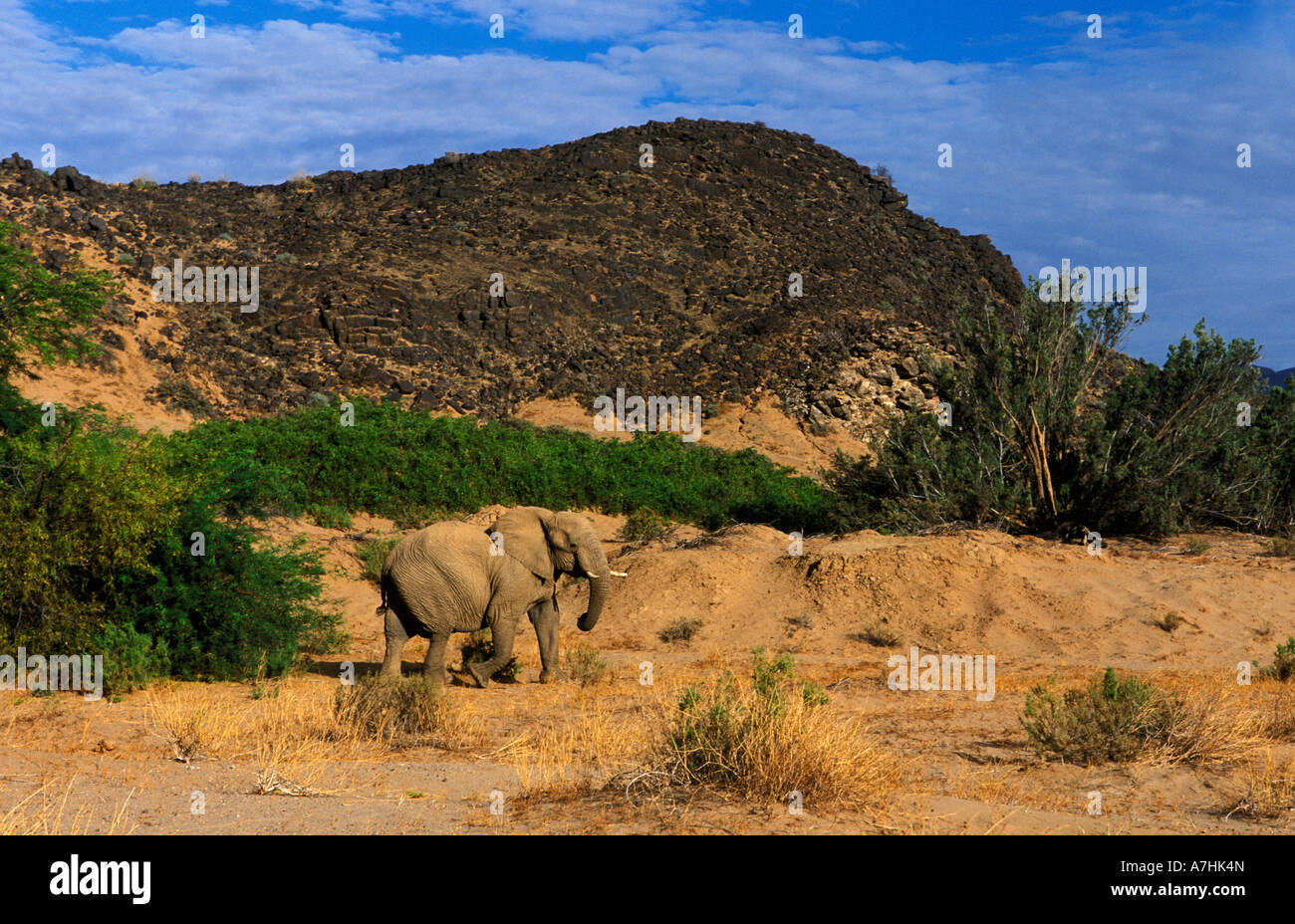 Desert elephant, Loxodonta africana, Damaraland, Namibia Stock Photo ...