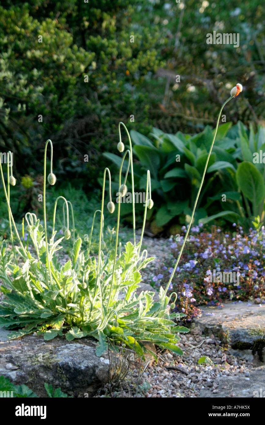 Papaver atlanticum flore pleno Stock Photo - Alamy