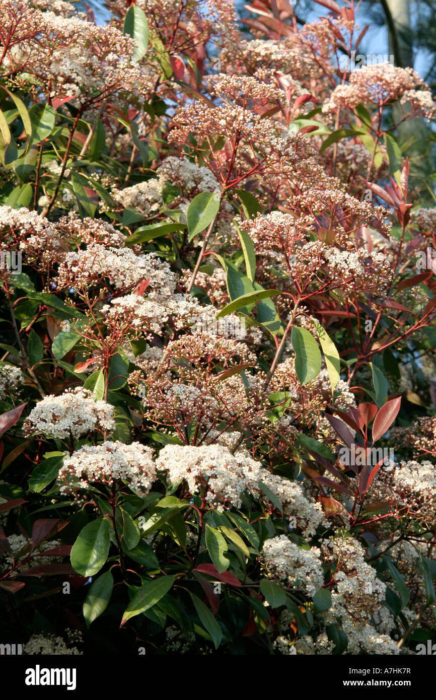 Photinia Red Robin is flowering increasingly well with the warmer ...