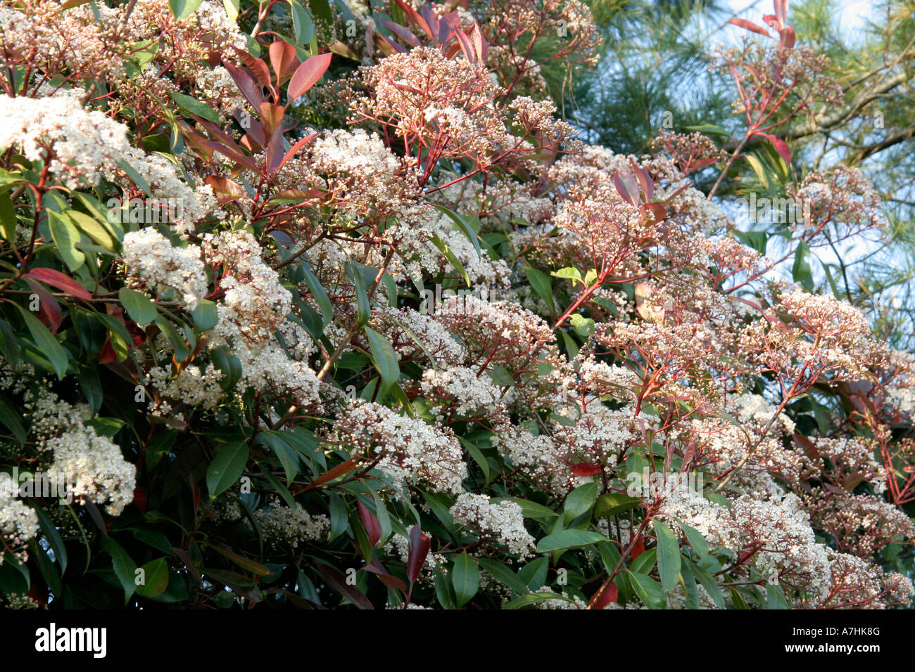 Photinia Red Robin is flowering increasingly well with the warmer ...