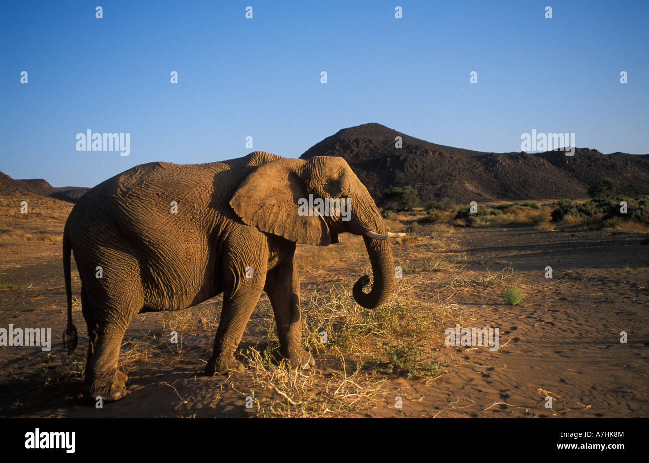 Desert elephant, Loxodonta africana, Damaraland, Namibia Stock Photo ...