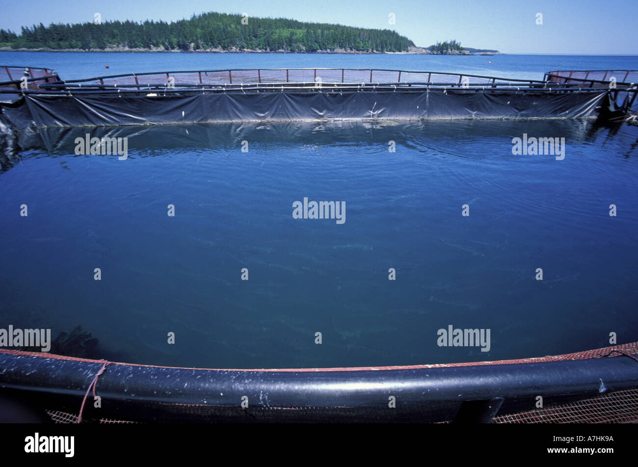 North America, US, ME, Atlantic Salmon Fishing. Salmon pens Stock Photo ...