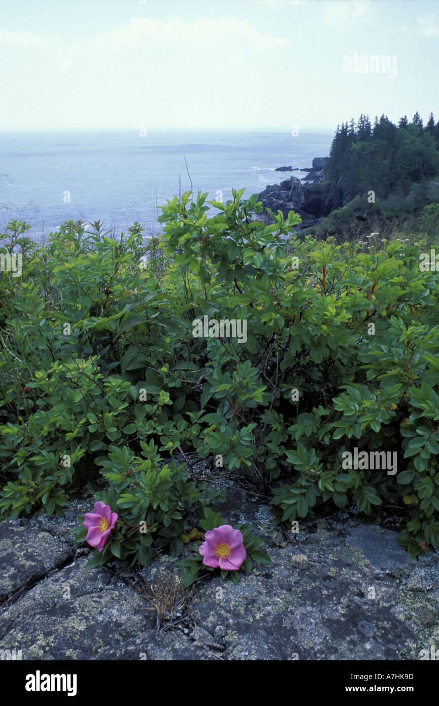 North America, US, ME, The Bold Coast - Bay of Fundy. View from the ...