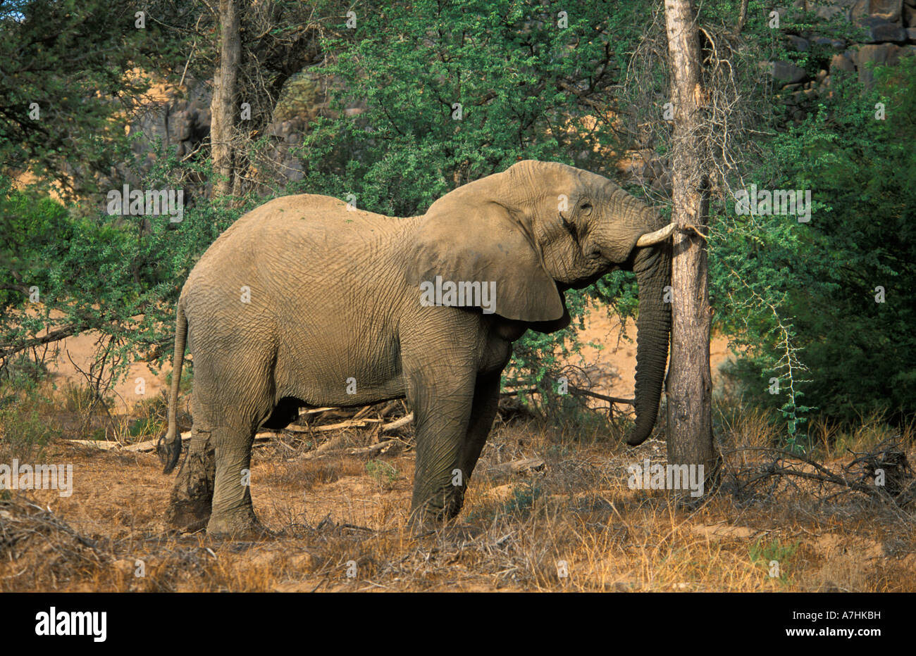 Elephant pushing tree hi-res stock photography and images - Alamy