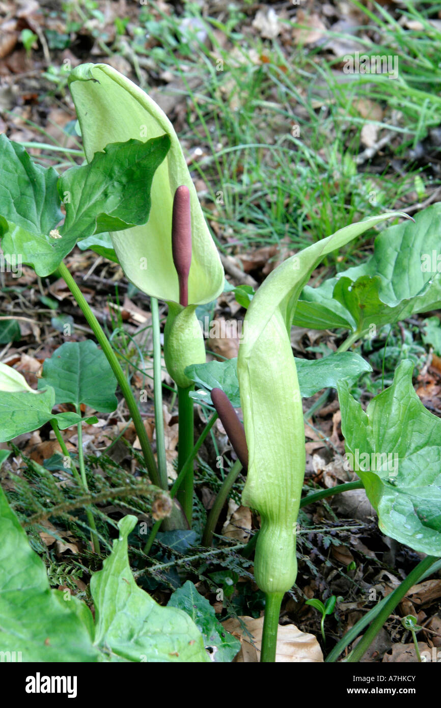 Arum maculatum late April Stock Photo - Alamy